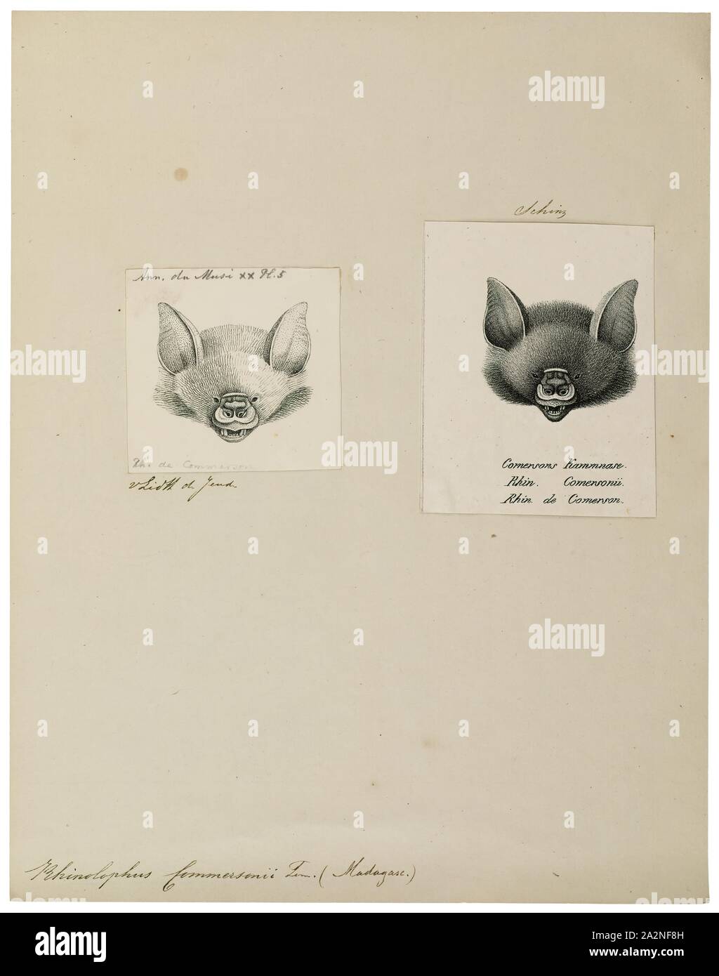 Pteropodiformes suborder hi-res stock photography and images - Alamy