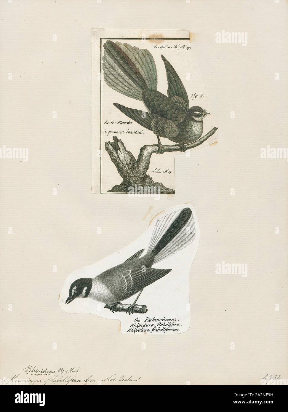 Rhipidura flabellifera, Print, Fantail, Fantails are small ...