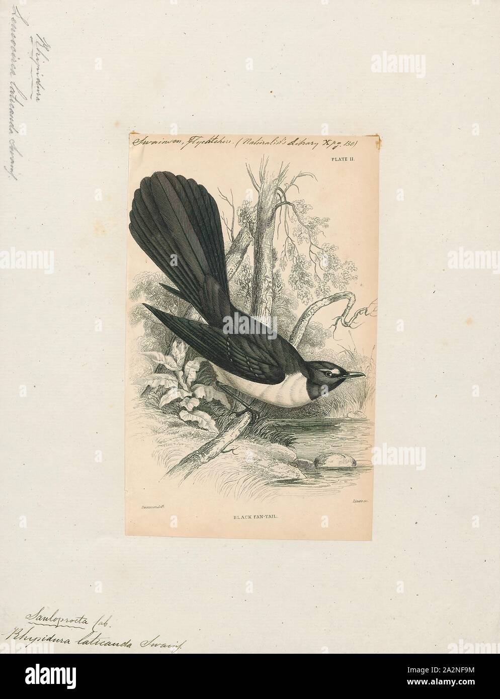 Rhipidura laticauda, Print, Fantail, Fantails are small insectivorous ...