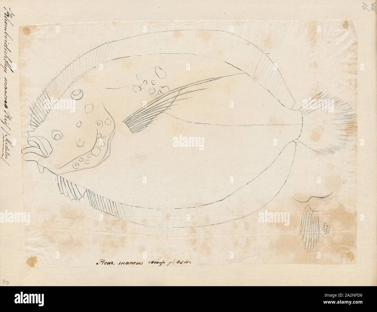 Rhomboidichthys mancus hi-res stock photography and images - Alamy