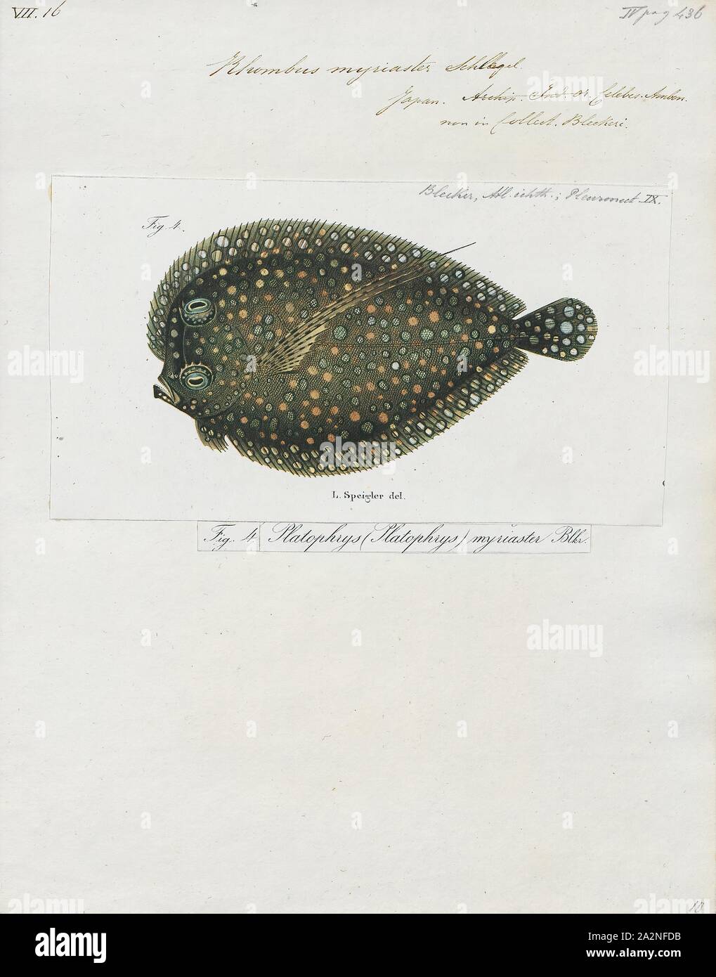 Rhomboidichthys myriaster hi-res stock photography and images - Alamy