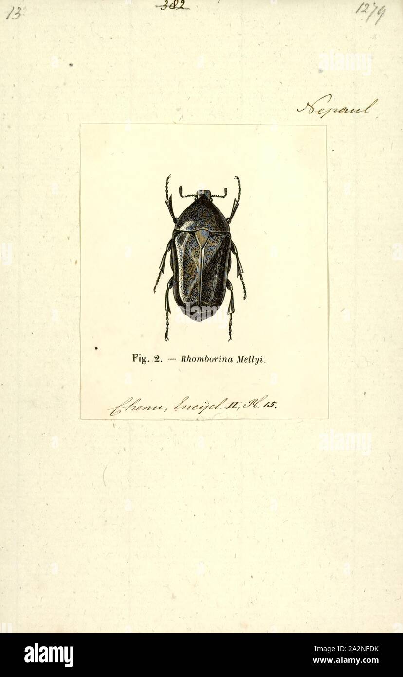 Large scarab beetles described hi-res stock photography and images - Alamy