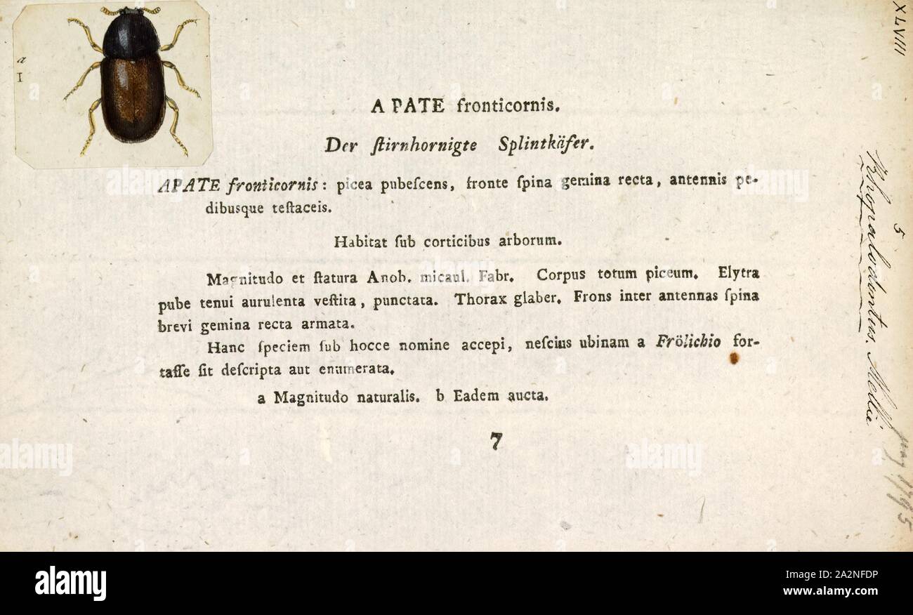 Rhopalodontus, Print, Ropalodontus is a genus of tree-fungus beetles in ...