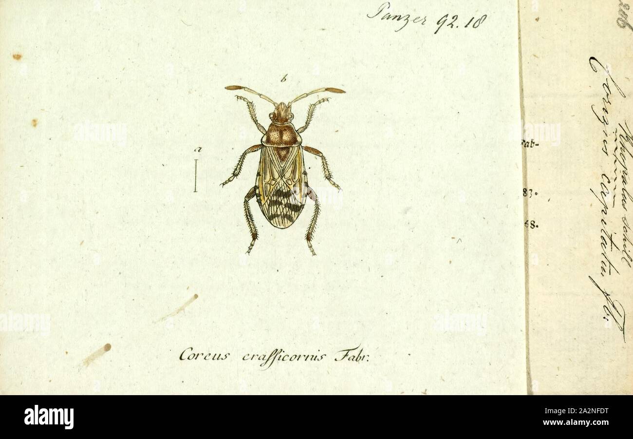 Rhopalus, Print, Rhopalus is a genus of true bugs in the family ...