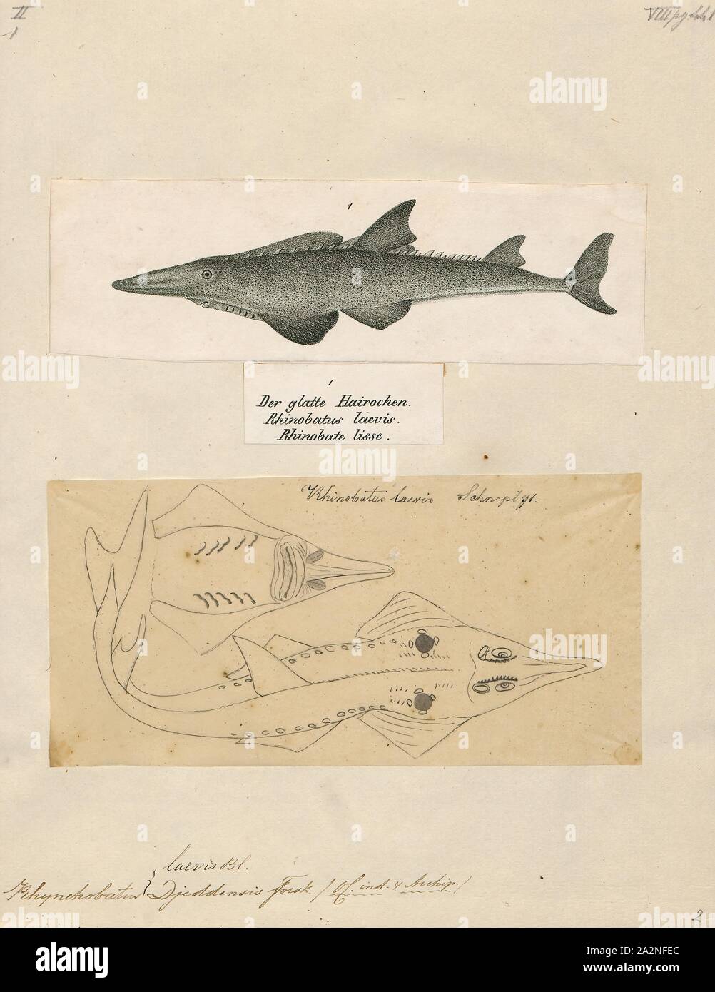 Rhynchobatus djiddensis, Print, The giant guitarfish (Rhynchobatus ...