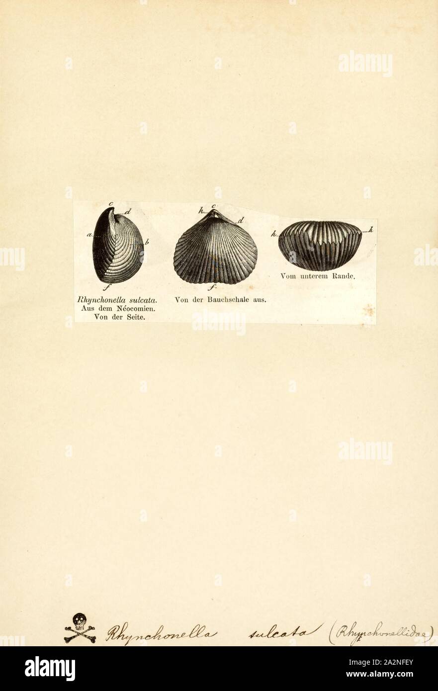 Rhynchonella