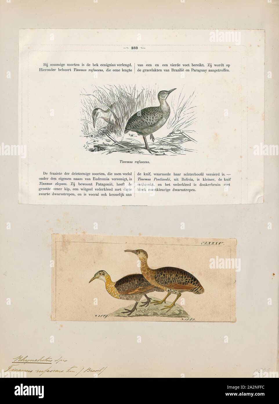 Rhynchotus rufescens, Print, The red-winged tinamou (Rhynchotus ...