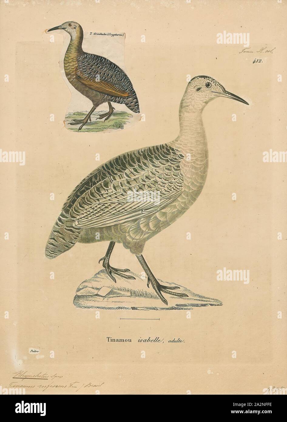 Rhynchotus rufescens, Print, The red-winged tinamou (Rhynchotus ...