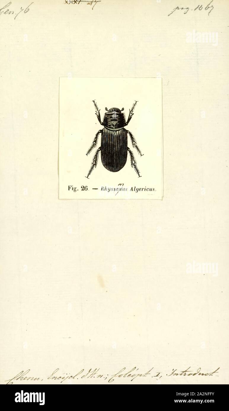 Rhyssemus, Print, Rhyssemus is a genus of aphodiine dung beetles in the ...