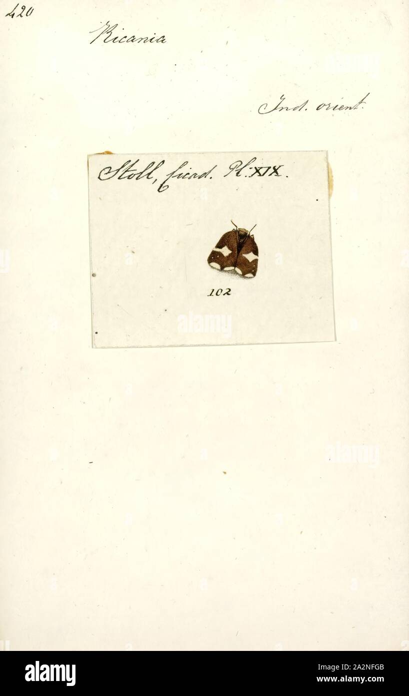 Ricania, Print, Ricania is a genus of planthoppers belonging to the ...