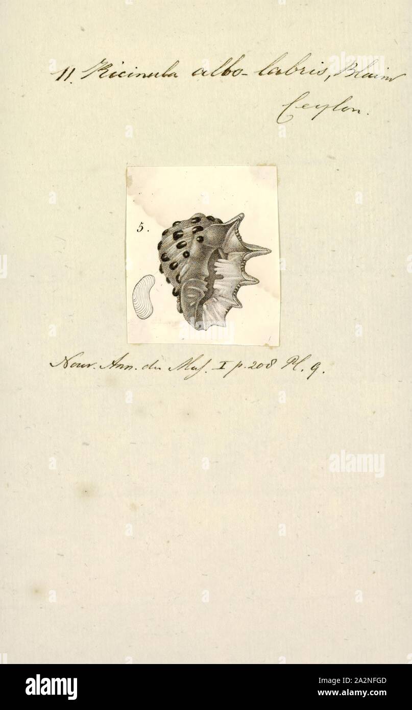 Ricinula albolabris, Print, Ricinula is a genus of predatory sea snails ...