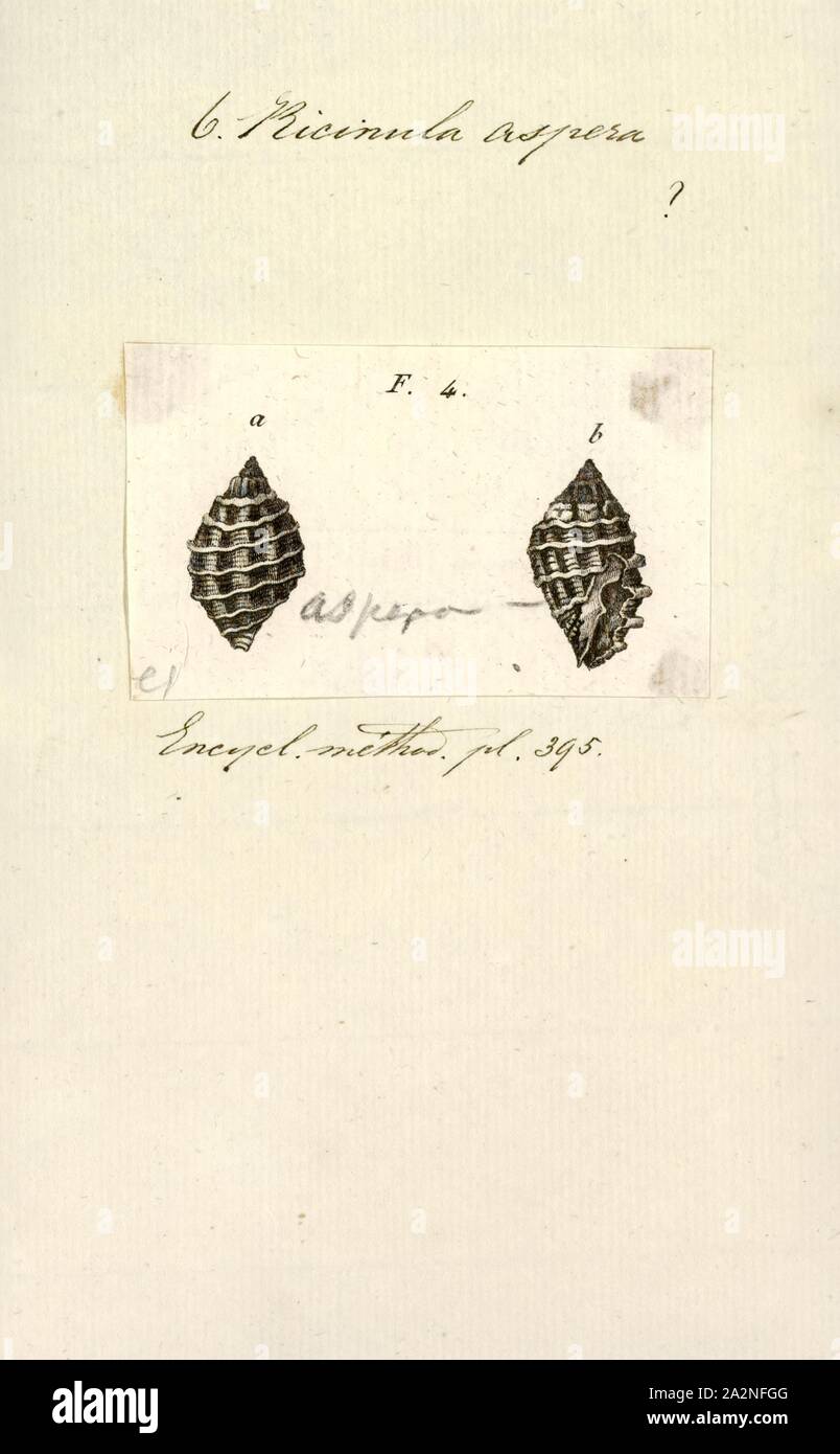 Ricinula aspera, Print, Ricinula is a genus of predatory sea snails ...