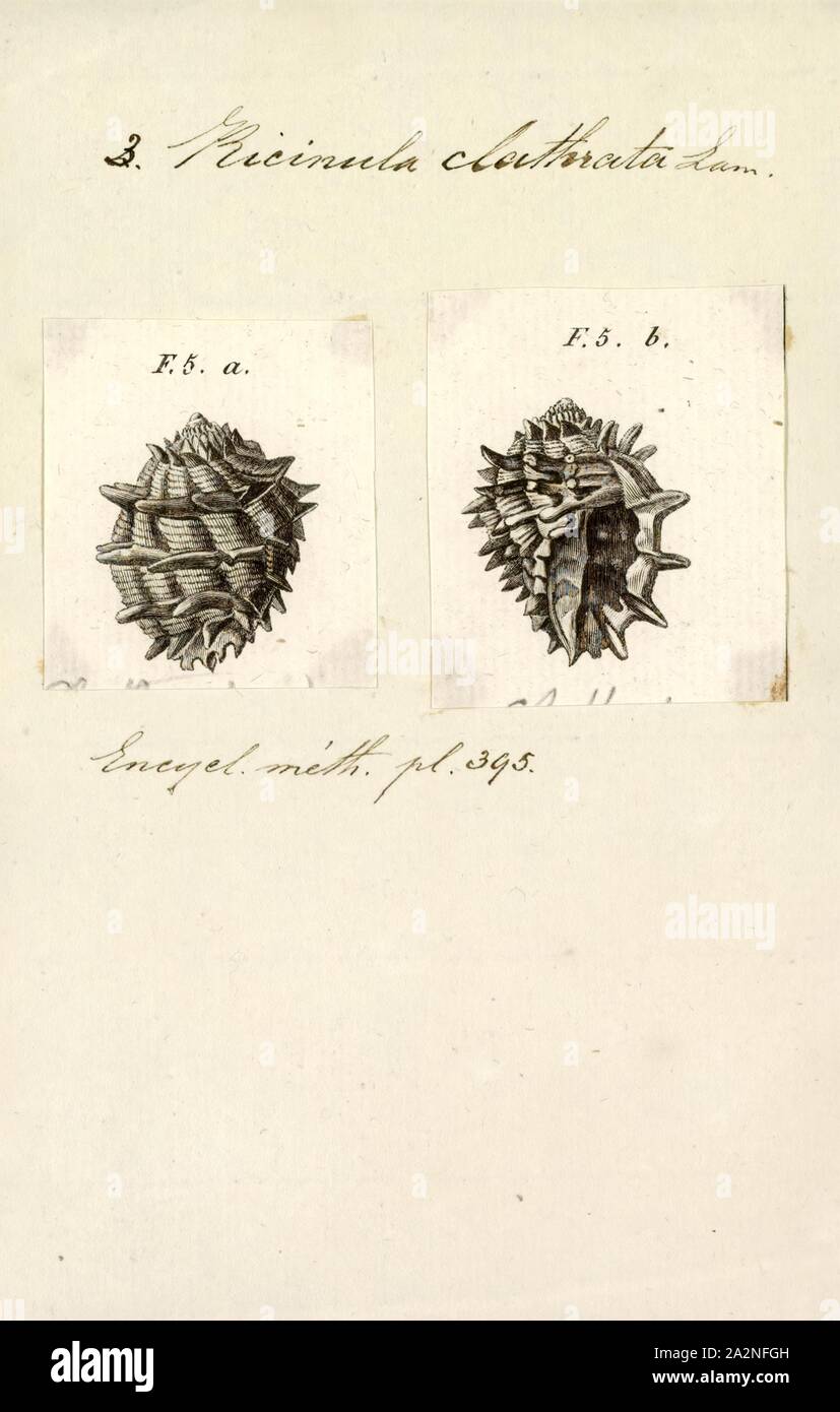 Ricinula clathrata, Print, Ricinula is a genus of predatory sea snails ...