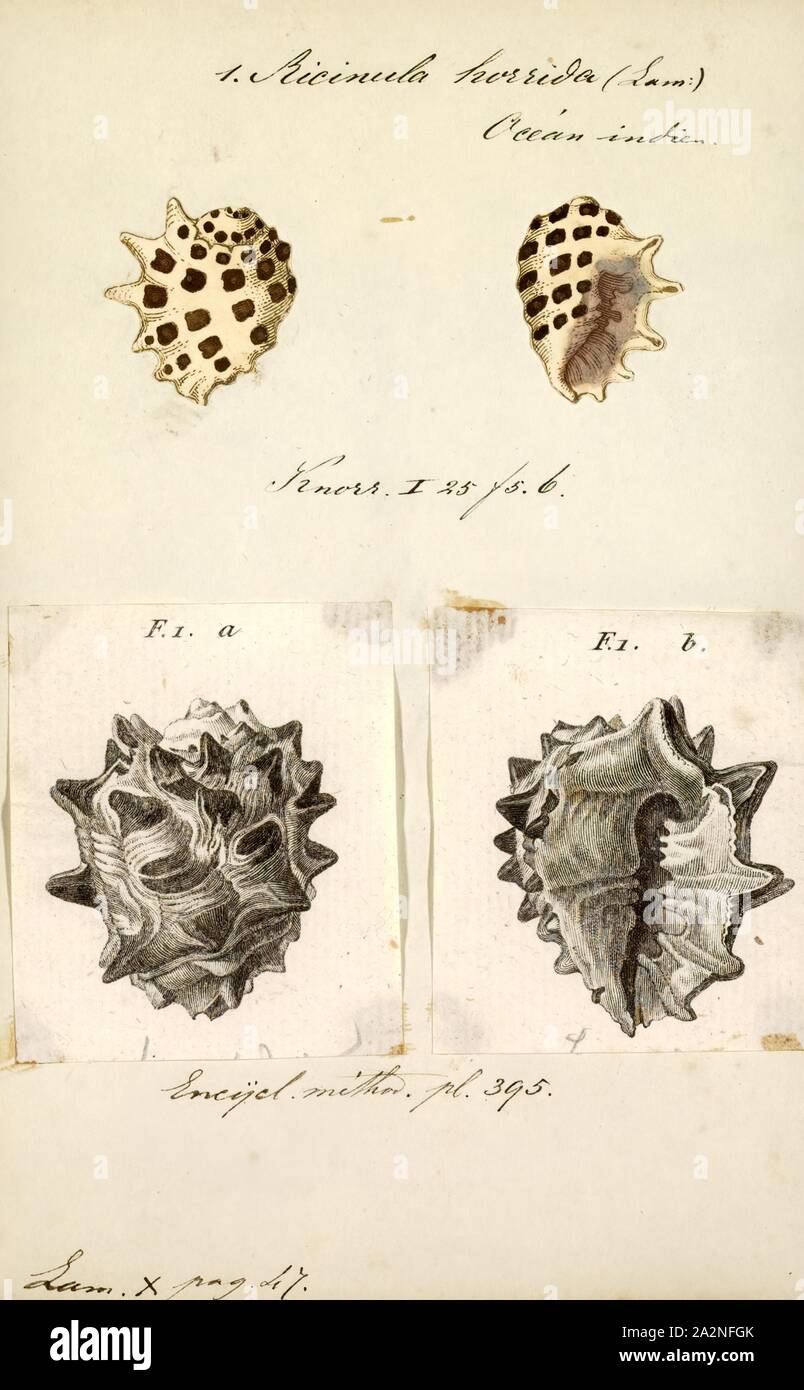 Ricinula horrida hi-res stock photography and images - Alamy