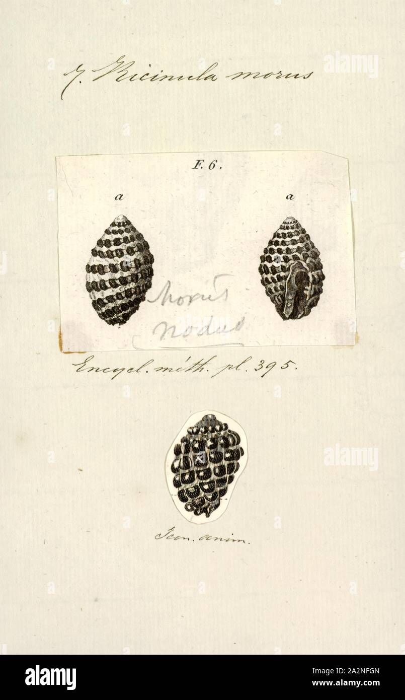 Ricinula morus, Print, Ricinula is a genus of predatory sea snails ...