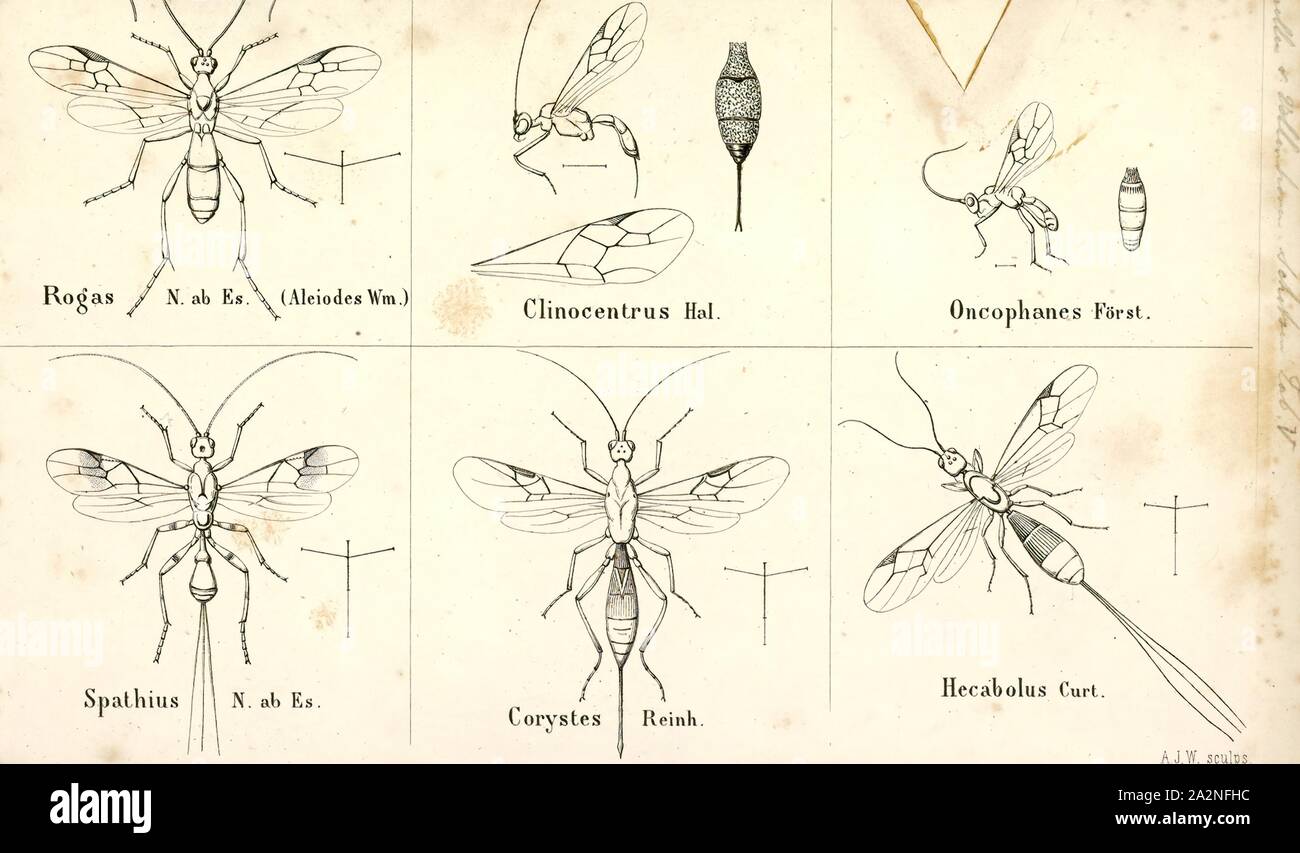 Rogas hi-res stock photography and images - Alamy