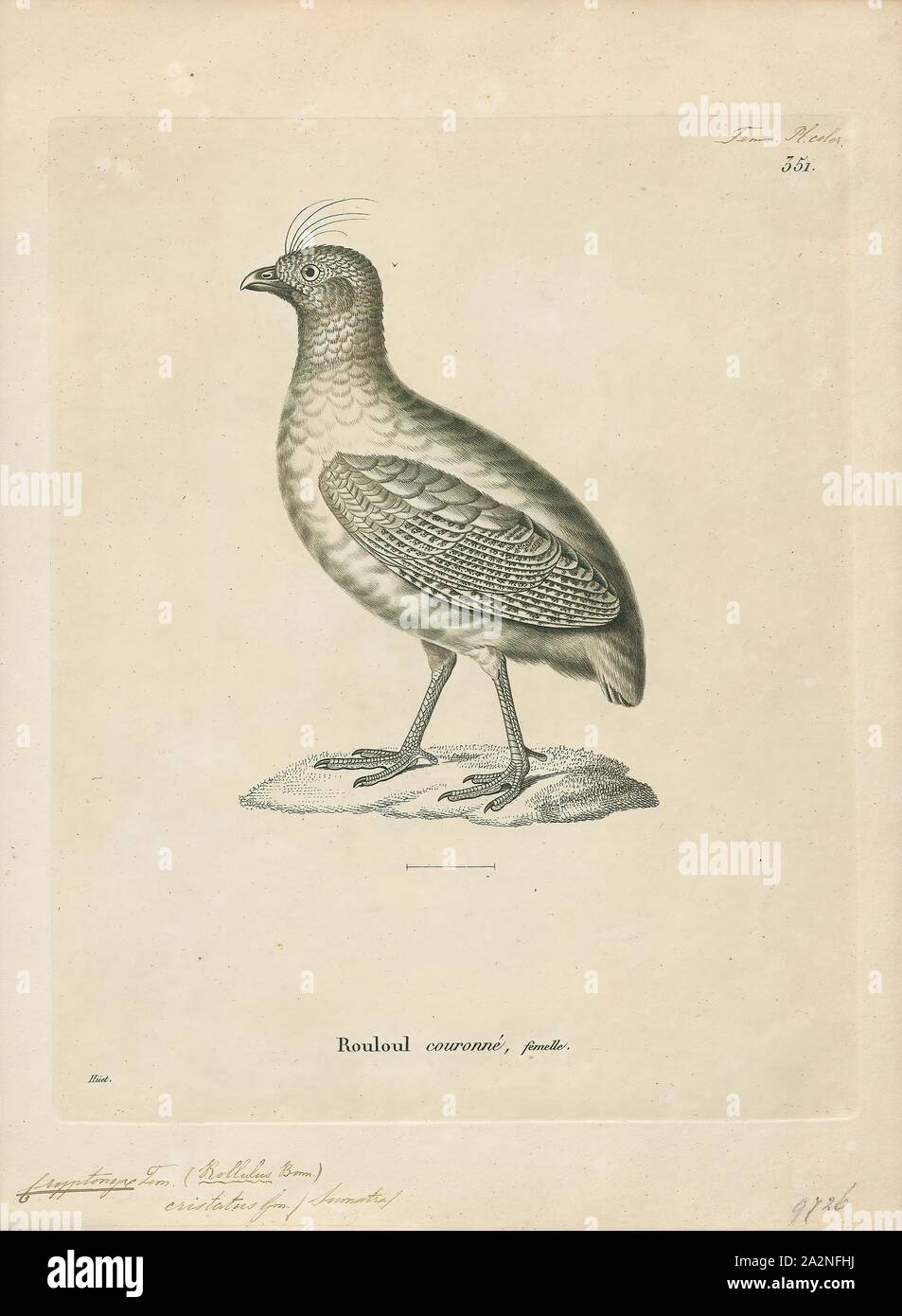 Rollulus roulroul, Print, The crested partridge (Rollulus rouloul) also ...
