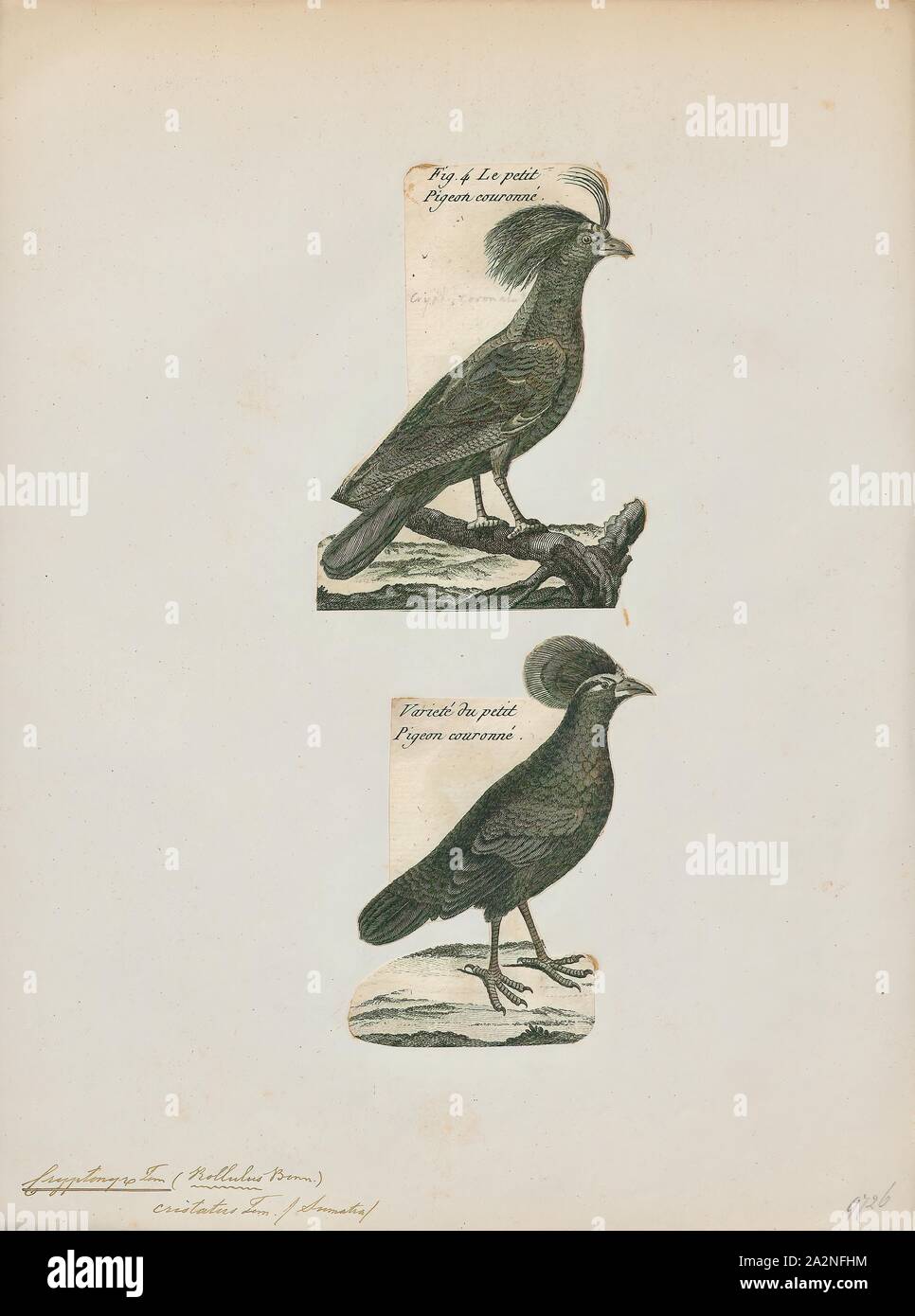 Rollulus roulroul, Print, The crested partridge (Rollulus rouloul) also ...