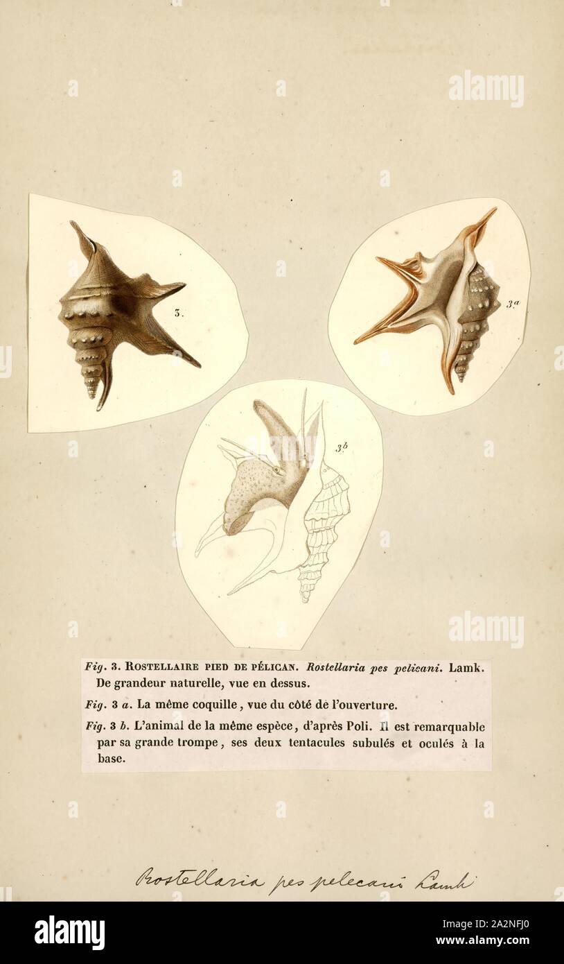 Rostellaria, Print, Rostellaria is a genus of sea snails, marine ...
