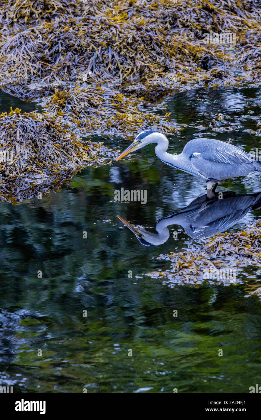 Heron in the river hi-res stock photography and images - Alamy