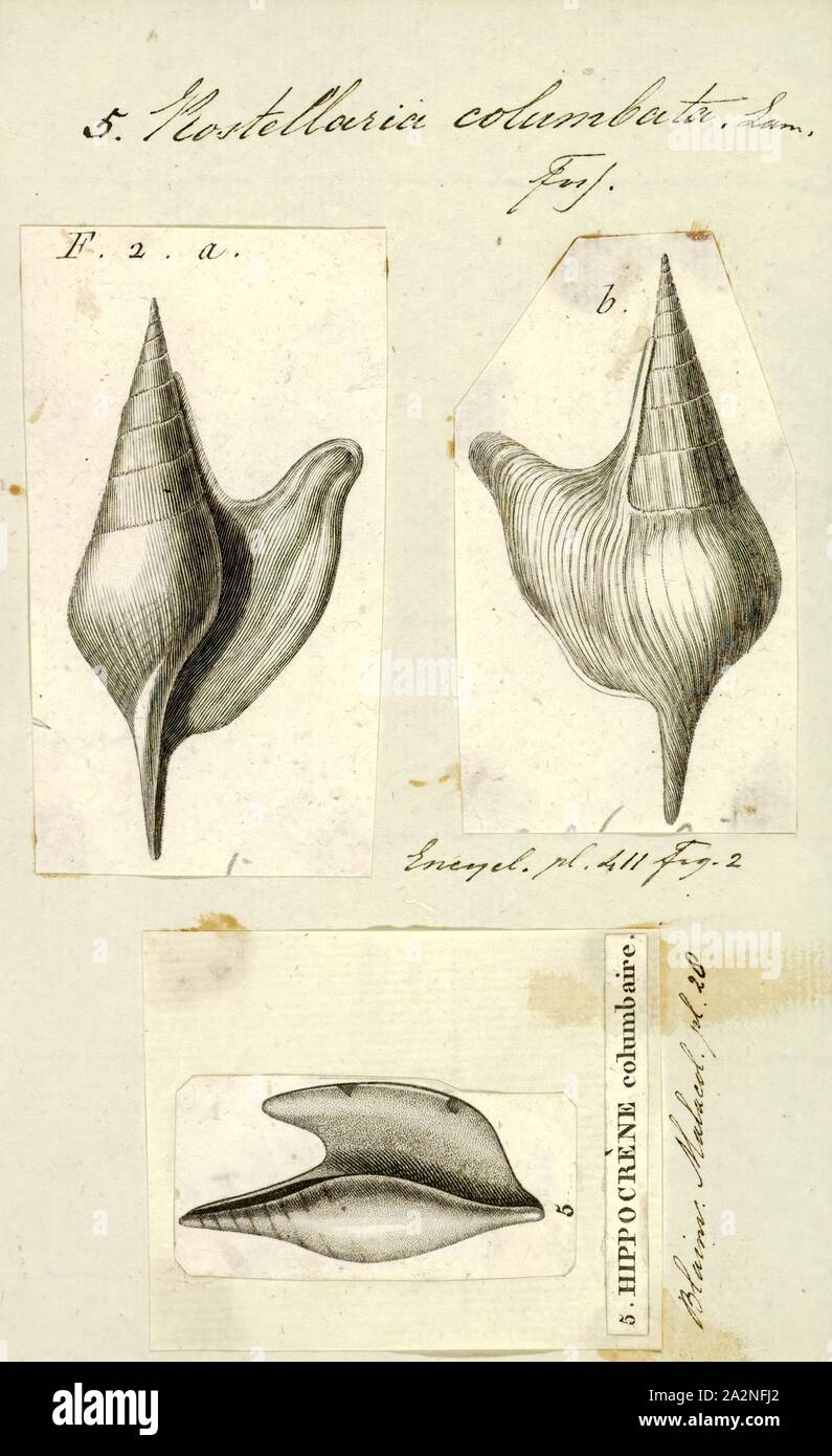 Rostellaria columbata hi-res stock photography and images - Alamy