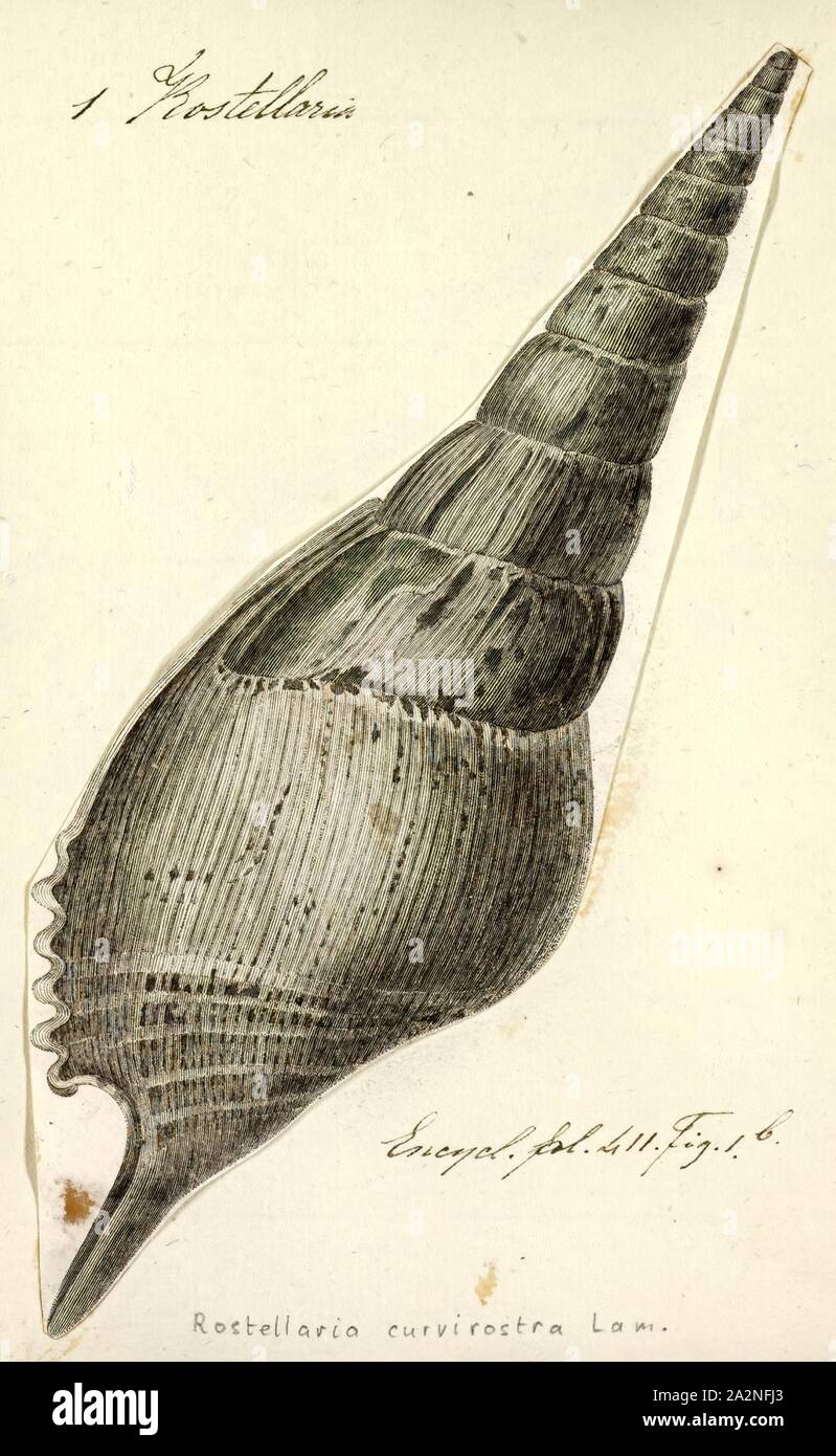 Rostellaria curvirostra, Print, Rostellaria is a genus of sea snails ...