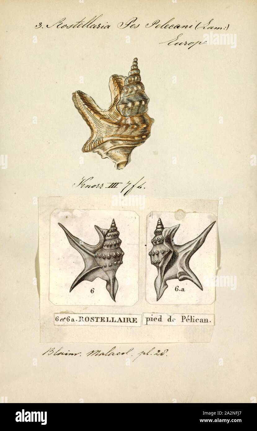 Rostellaria pespelecani, Print, Rostellaria is a genus of sea snails ...