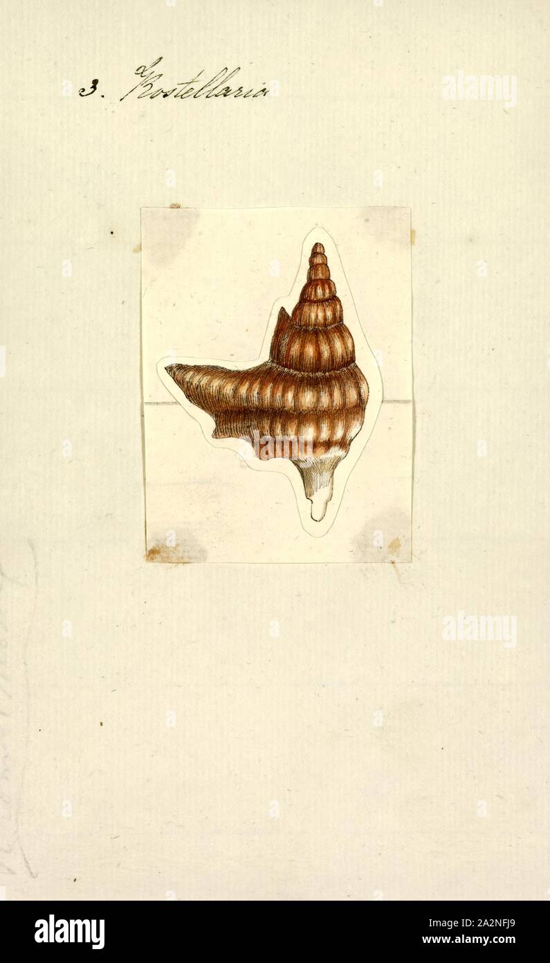 Rostellaria pespelecani, Print, Rostellaria is a genus of sea snails ...