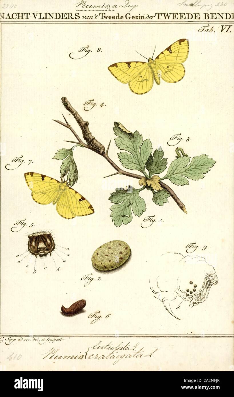 Rumia hi-res stock photography and images - Alamy