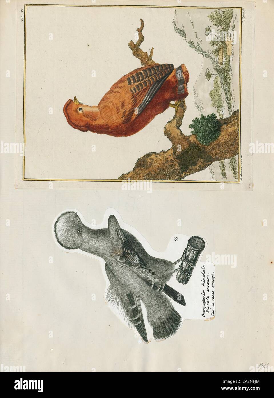 Rupicola crocea, Print, Rupicola is a small genus of flowering plants ...