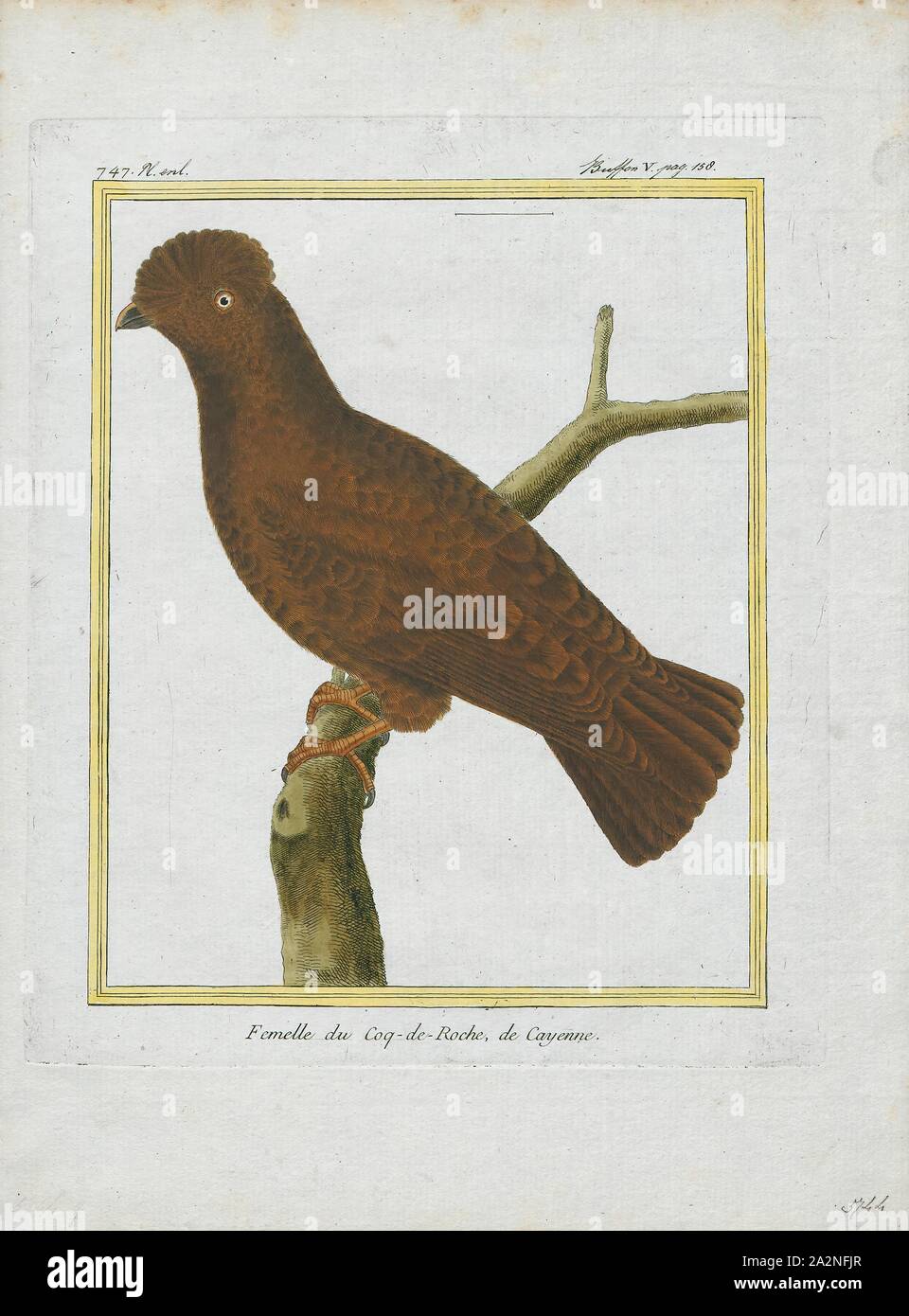 Rupicola crocea, Print, Rupicola is a small genus of flowering plants ...