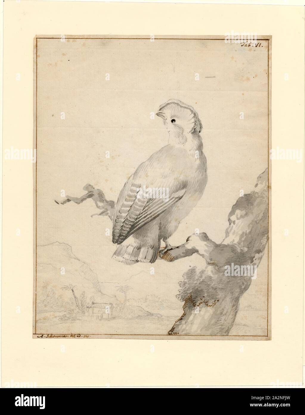 Rupicola crocea, Print, Rupicola is a small genus of flowering plants ...