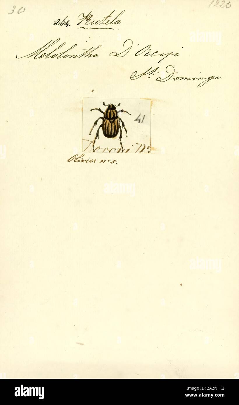 Rutela, Print, Rutela is a genus of beetles from the family ...