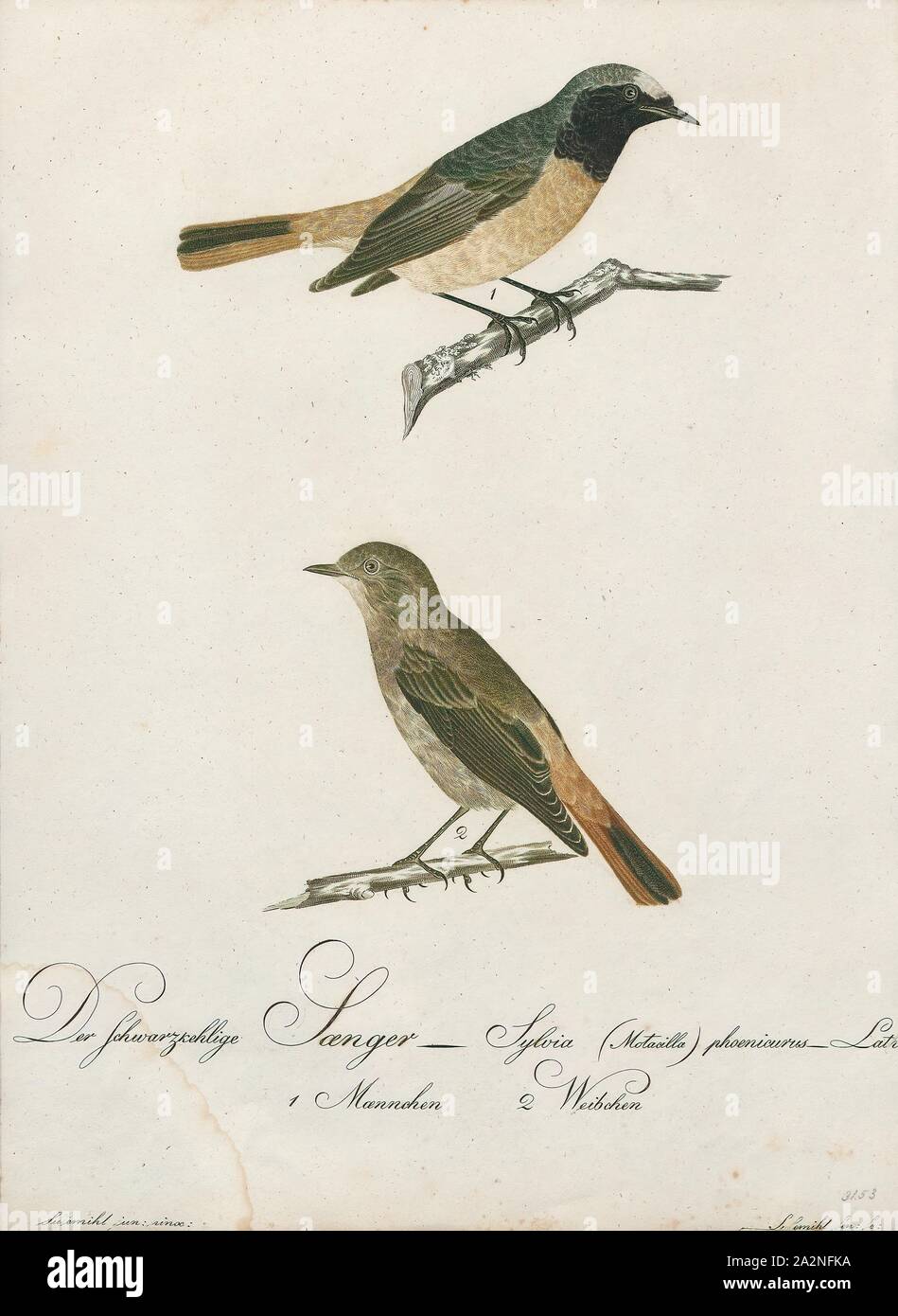 Ruticilla phoenicurus, Print, 1800-1812 Stock Photo - Alamy