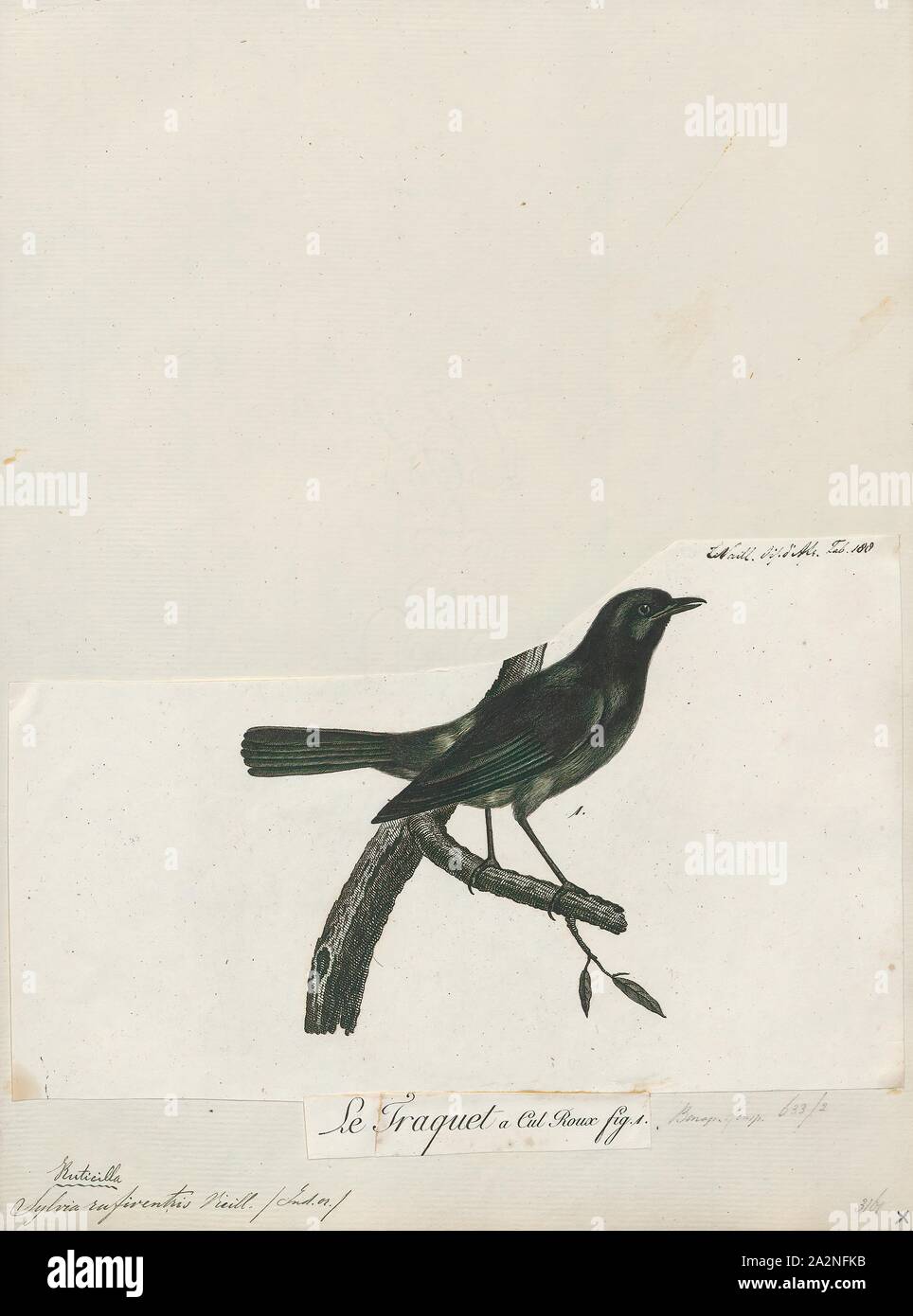 Ruticilla rufiventris, Print, 1796-1808 Stock Photo - Alamy