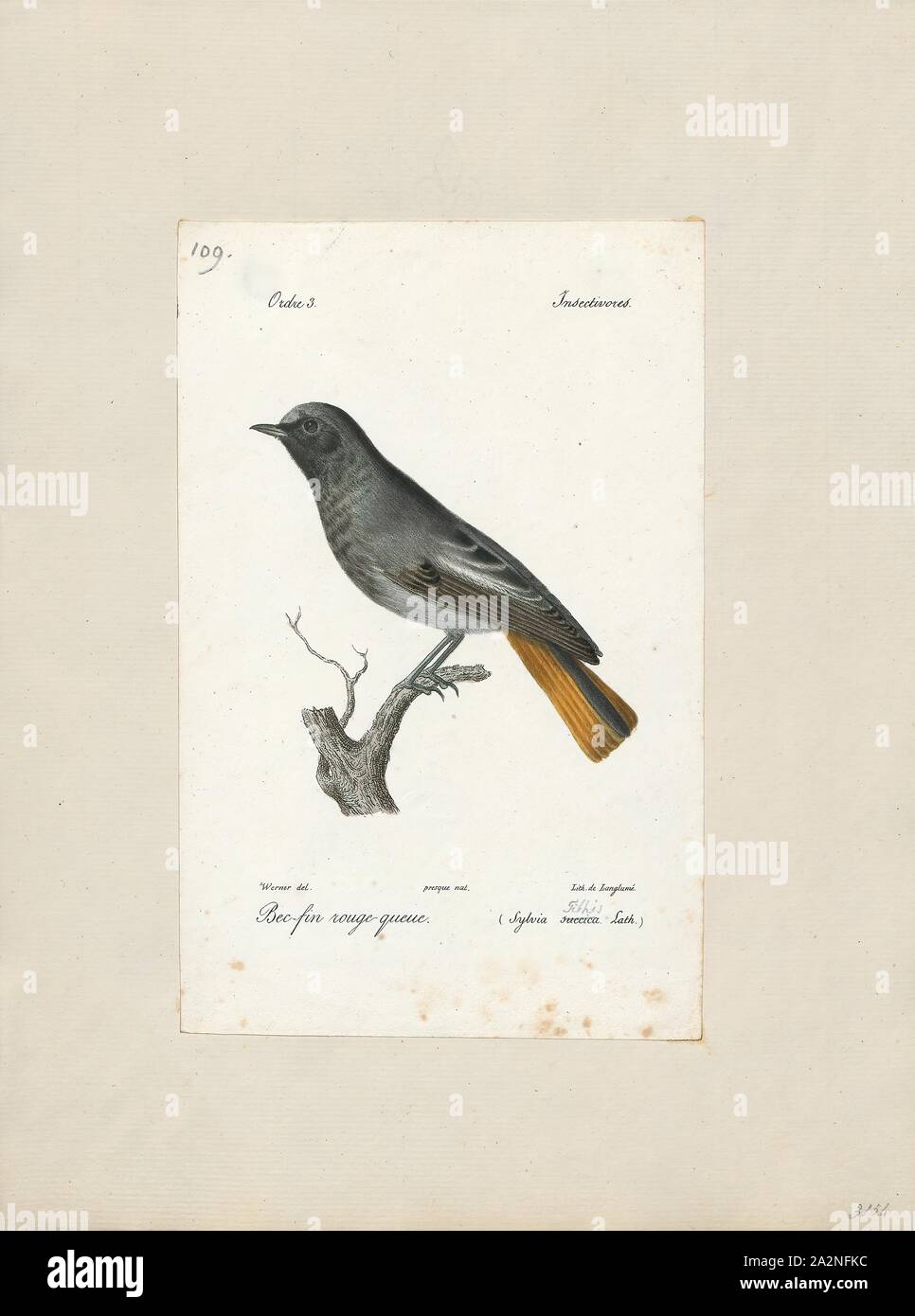 Ruticilla tithys, Print, 1842-1848 Stock Photo - Alamy