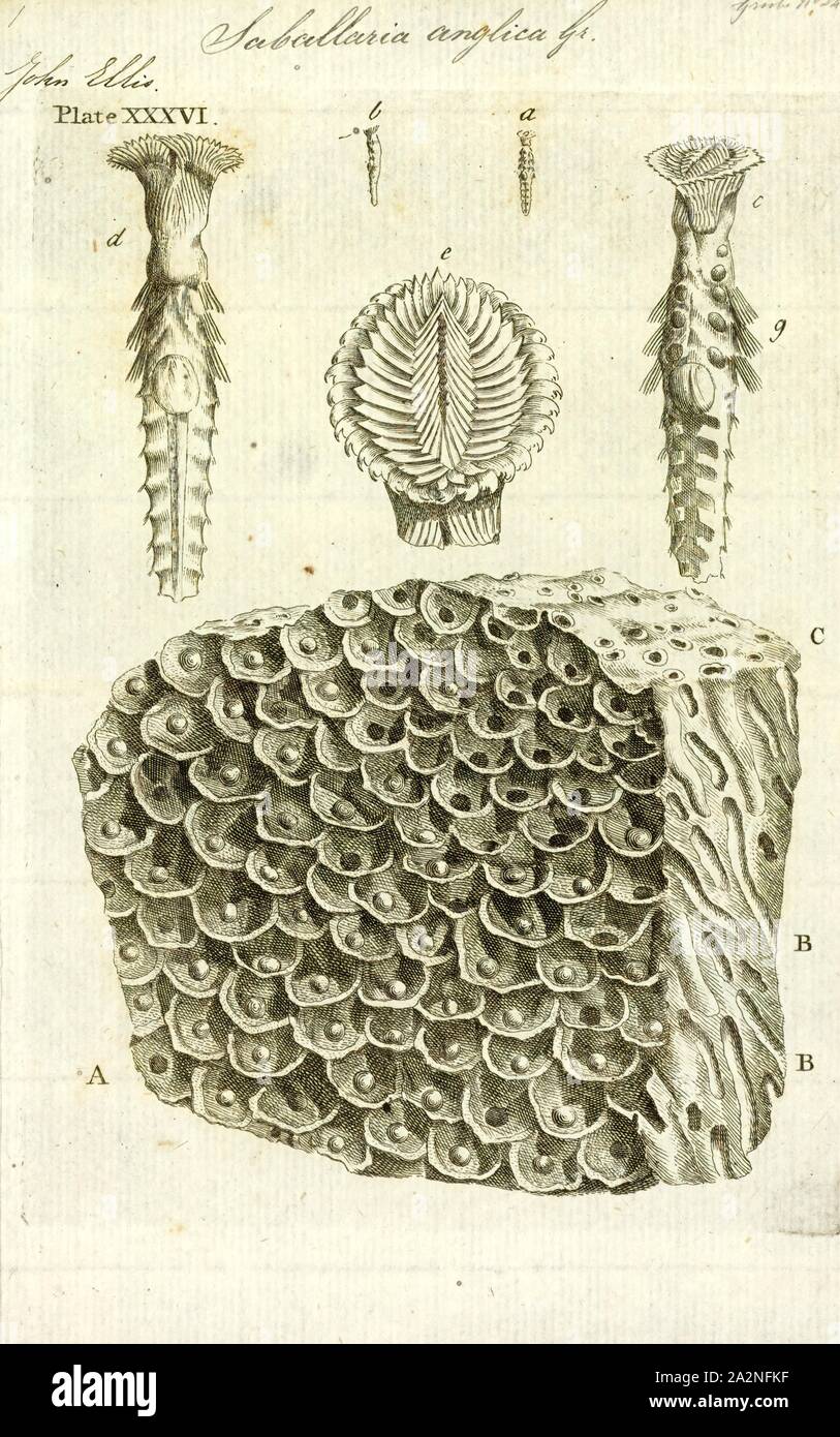 Sabellaria anglica, Print, Sabellaria is a genus of marine polychaete ...