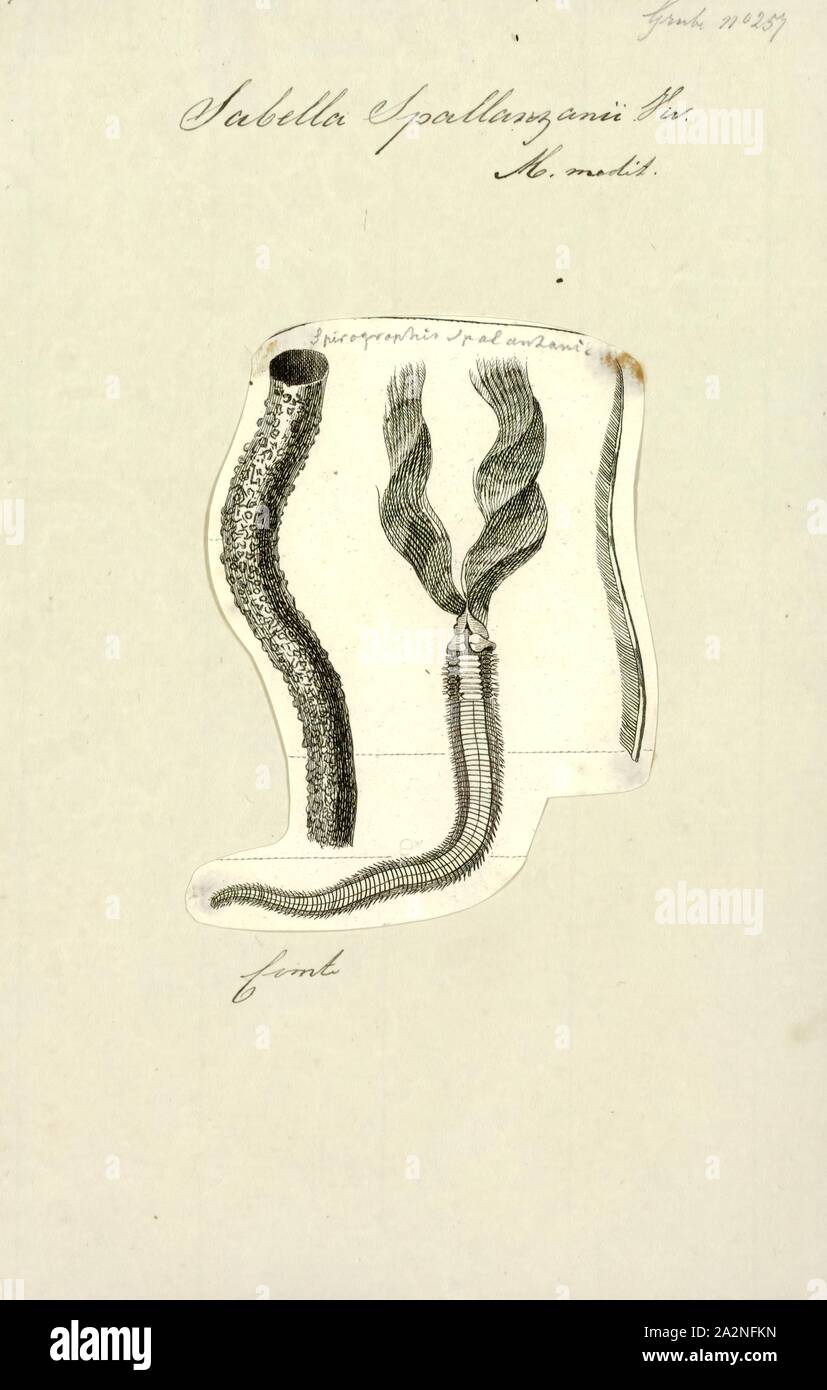 Sabellidae species hi-res stock photography and images - Alamy