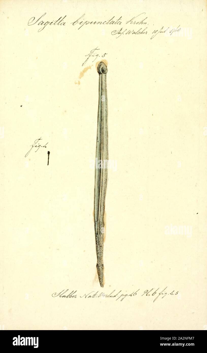 Sagitta bipunctata, Print Stock Photo - Alamy