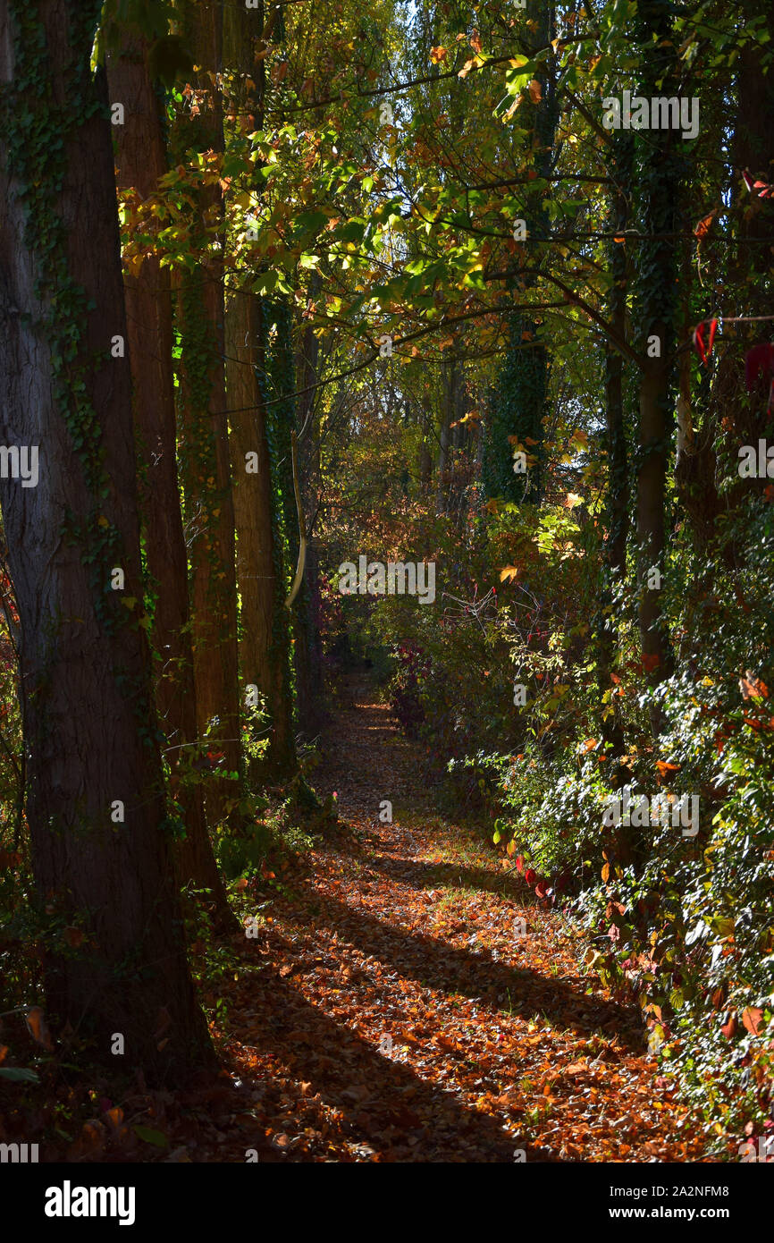 Autumn landscape with a path in a forest. 68782 Bruehl, Baden ...
