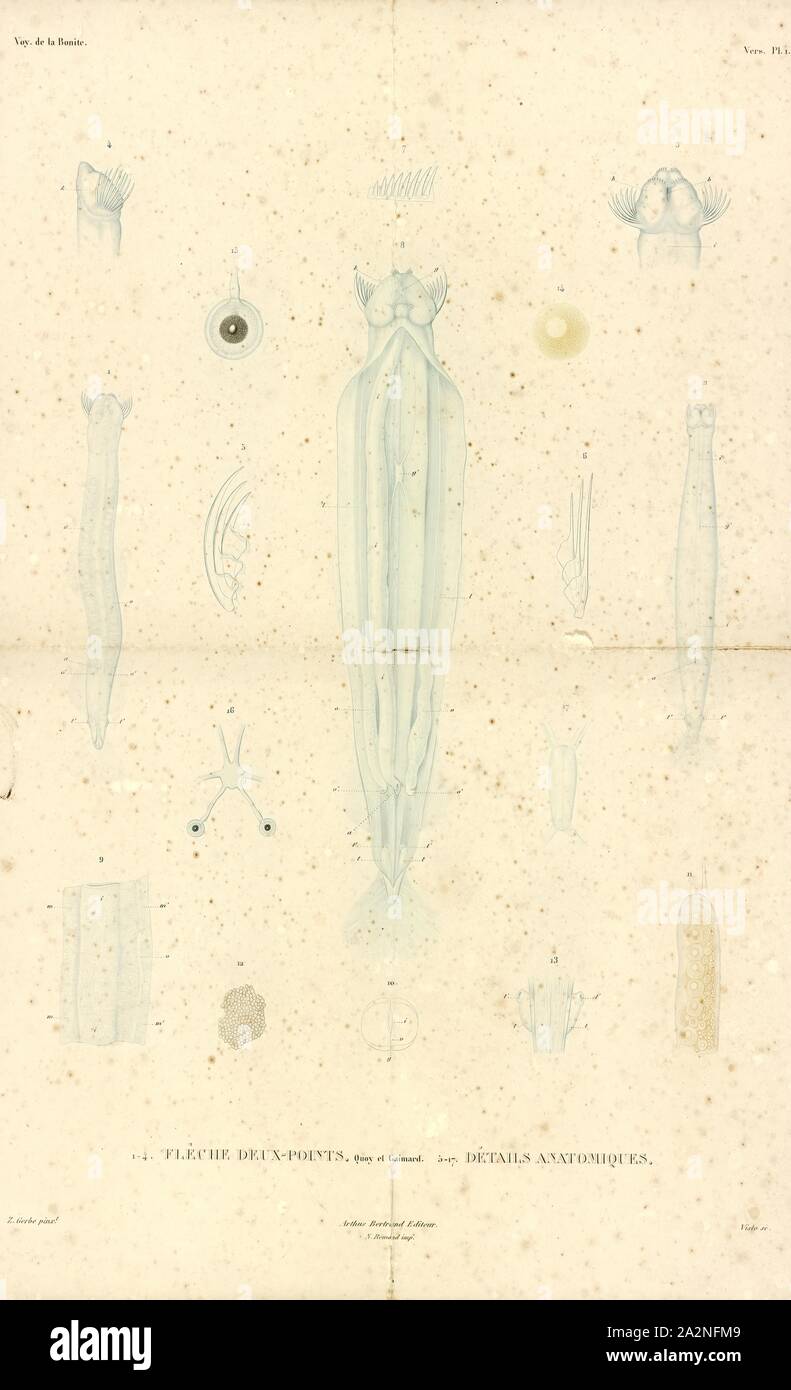 Sagitta hi-res stock photography and images - Alamy