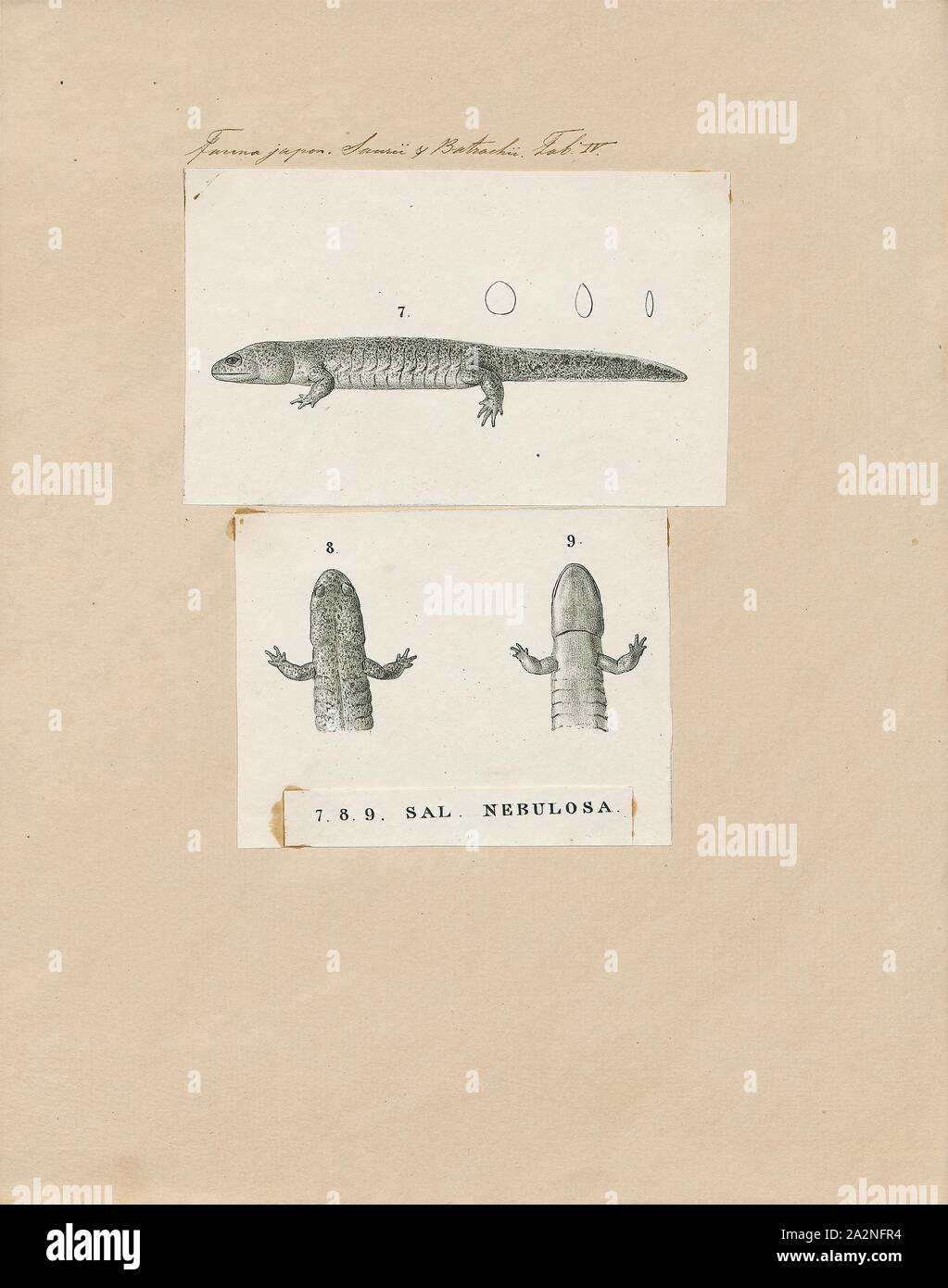 Six salamanders hi-res stock photography and images - Alamy