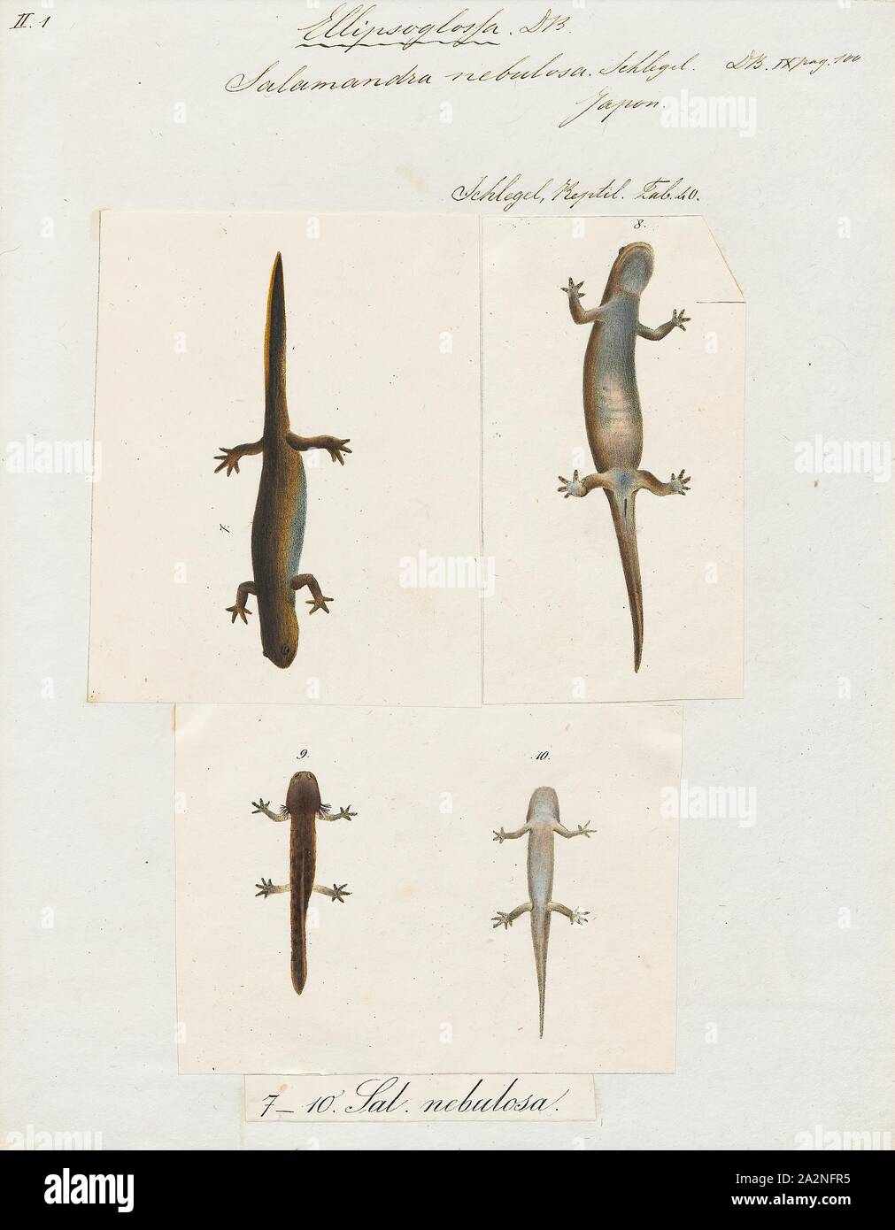Salamandra nebulosa, Print, Salamandra is a genus of six species of ...