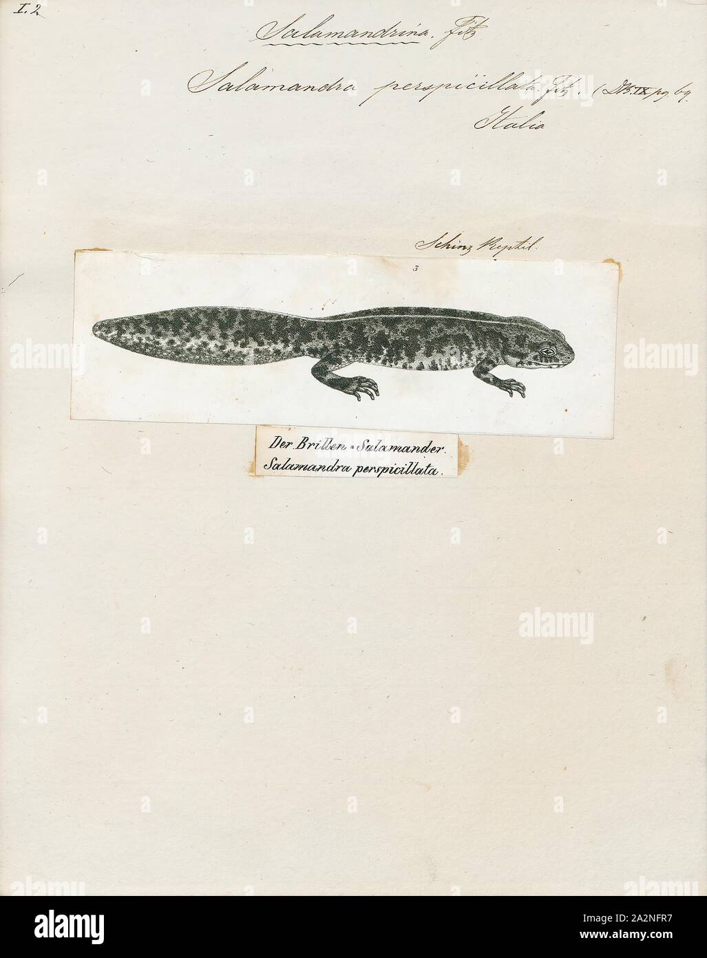 Salamandra perspicillata, Print, The spectacled salamander ...