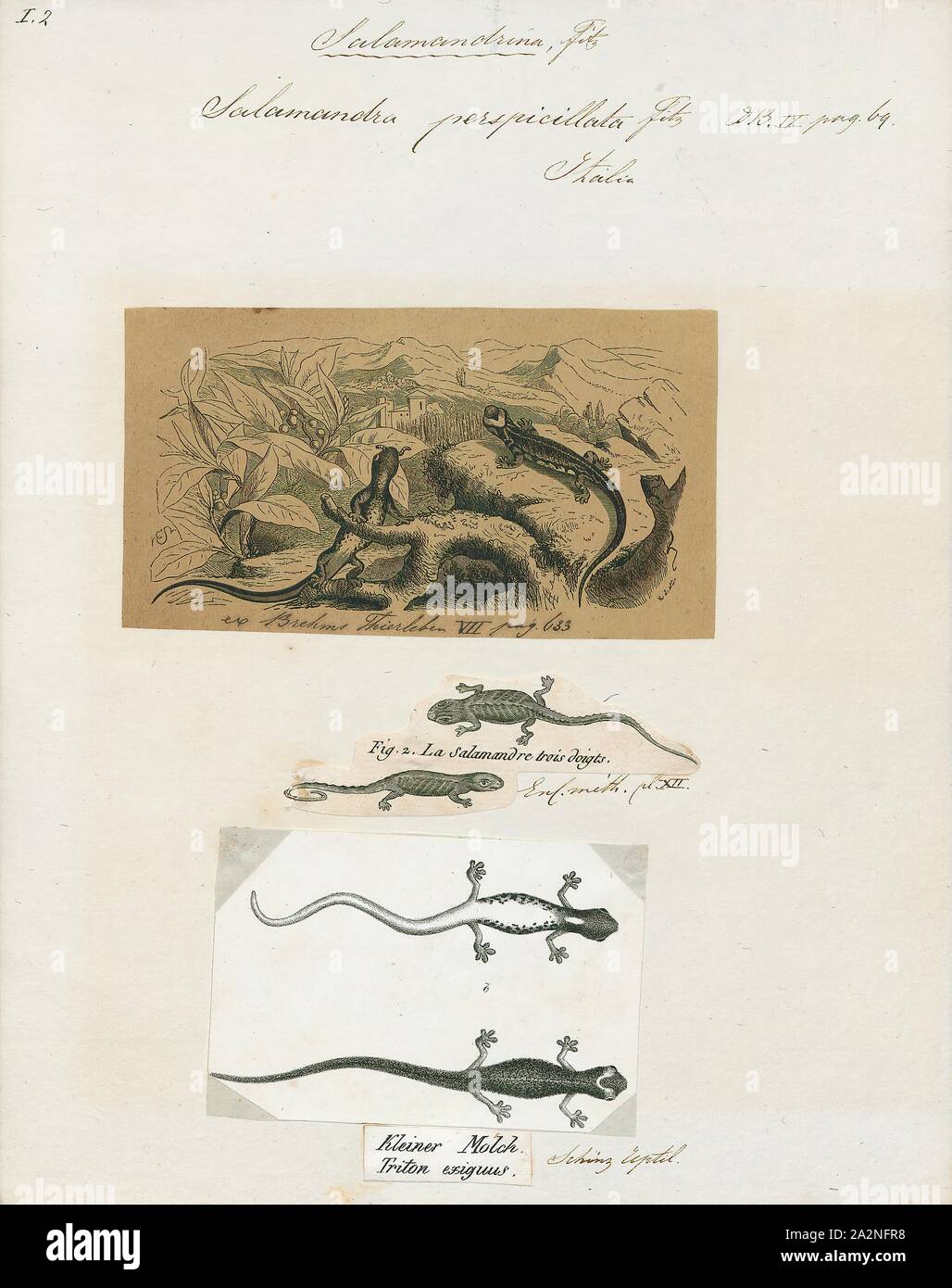 Salamandra perspicillata, Print, The spectacled salamander ...