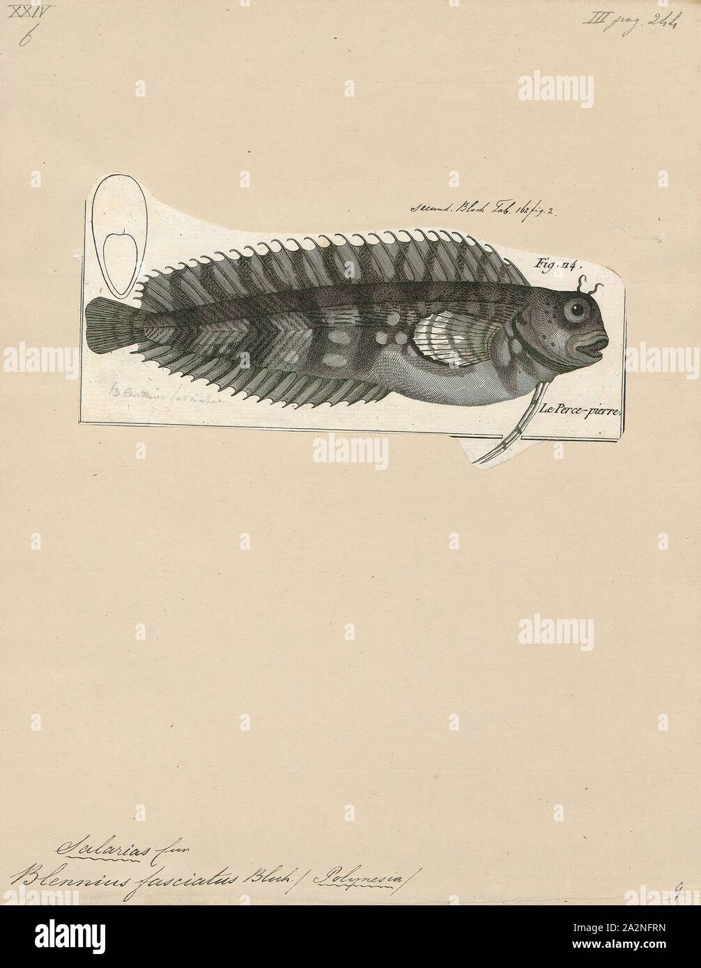 Detritivores Eating Small Fish