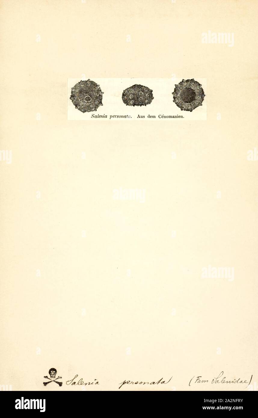 Salenia hi-res stock photography and images - Alamy