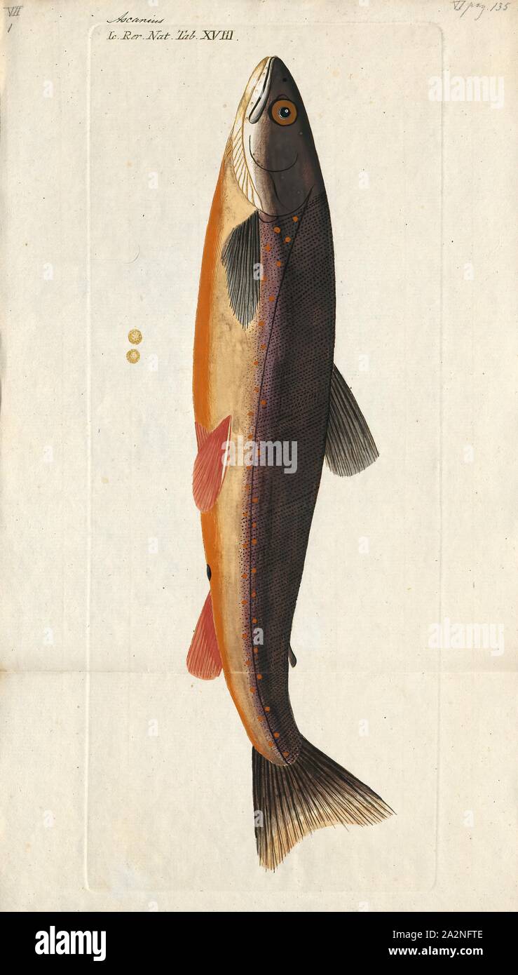 Salmo rutilus hi-res stock photography and images - Alamy