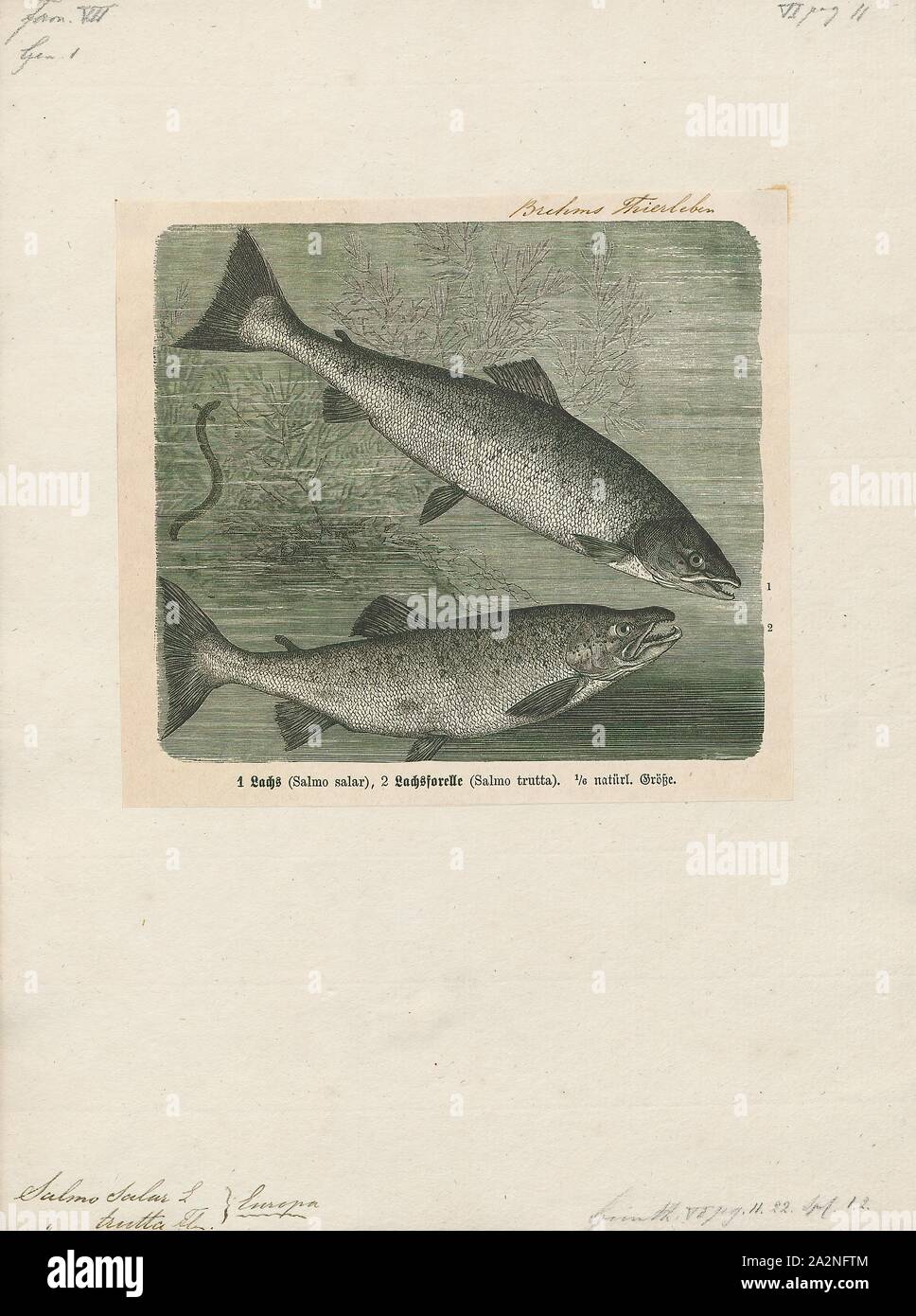 Salmo salar fish hi-res stock photography and images - Alamy