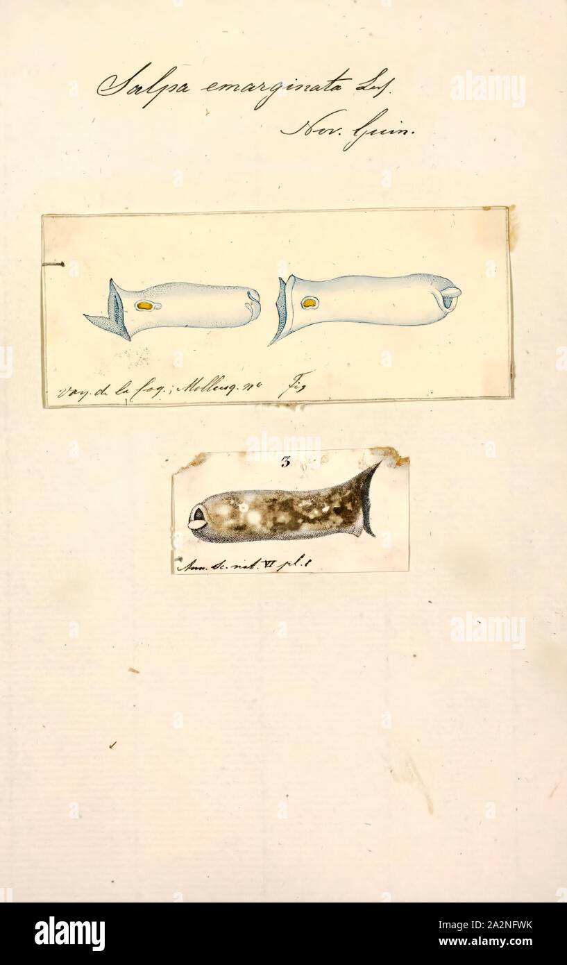 M emarginata hi-res stock photography and images - Alamy